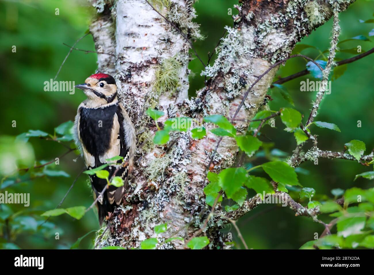 Great spotted woodpeckers scotland hi-res stock photography and images ...