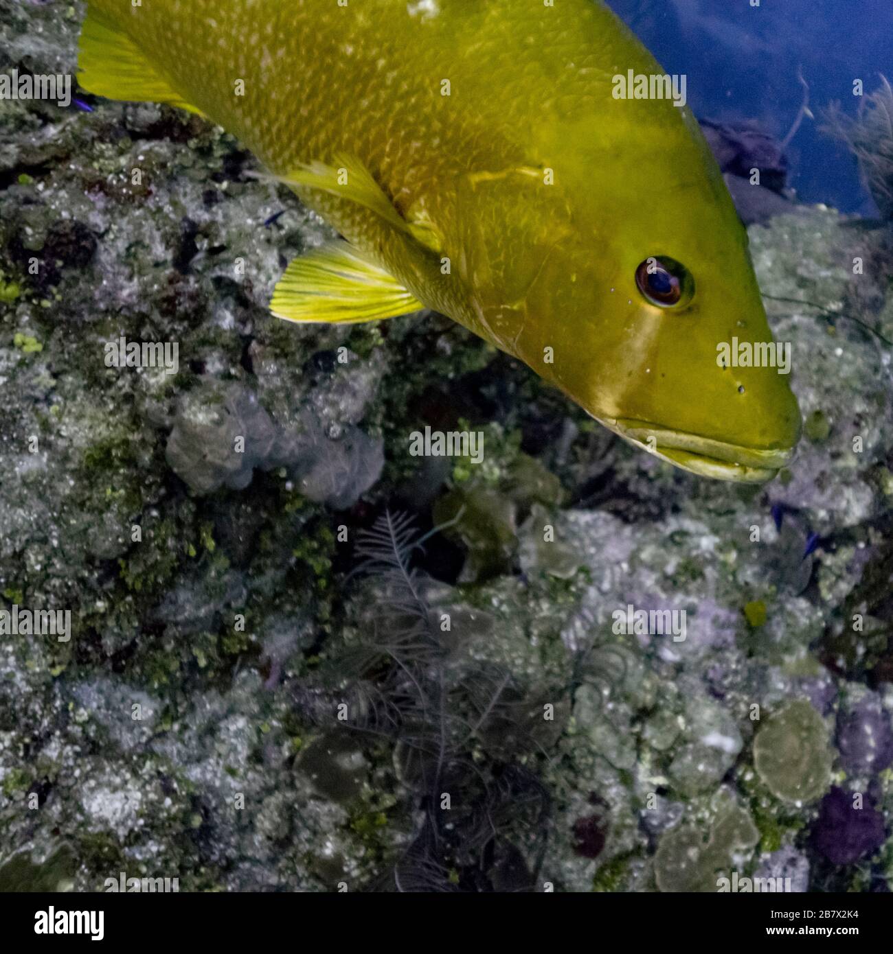 Fish head dive site hi-res stock photography and images - Alamy