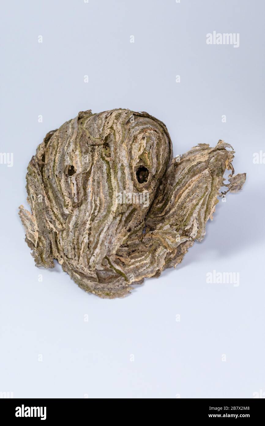 Wood wasps hi-res stock photography and images - Alamy