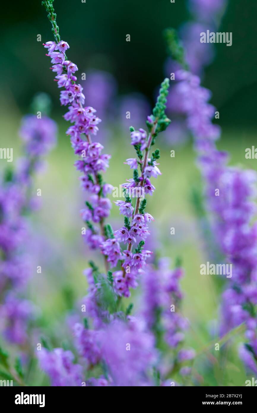 Purple scottish heather wild hi-res stock photography and images - Alamy