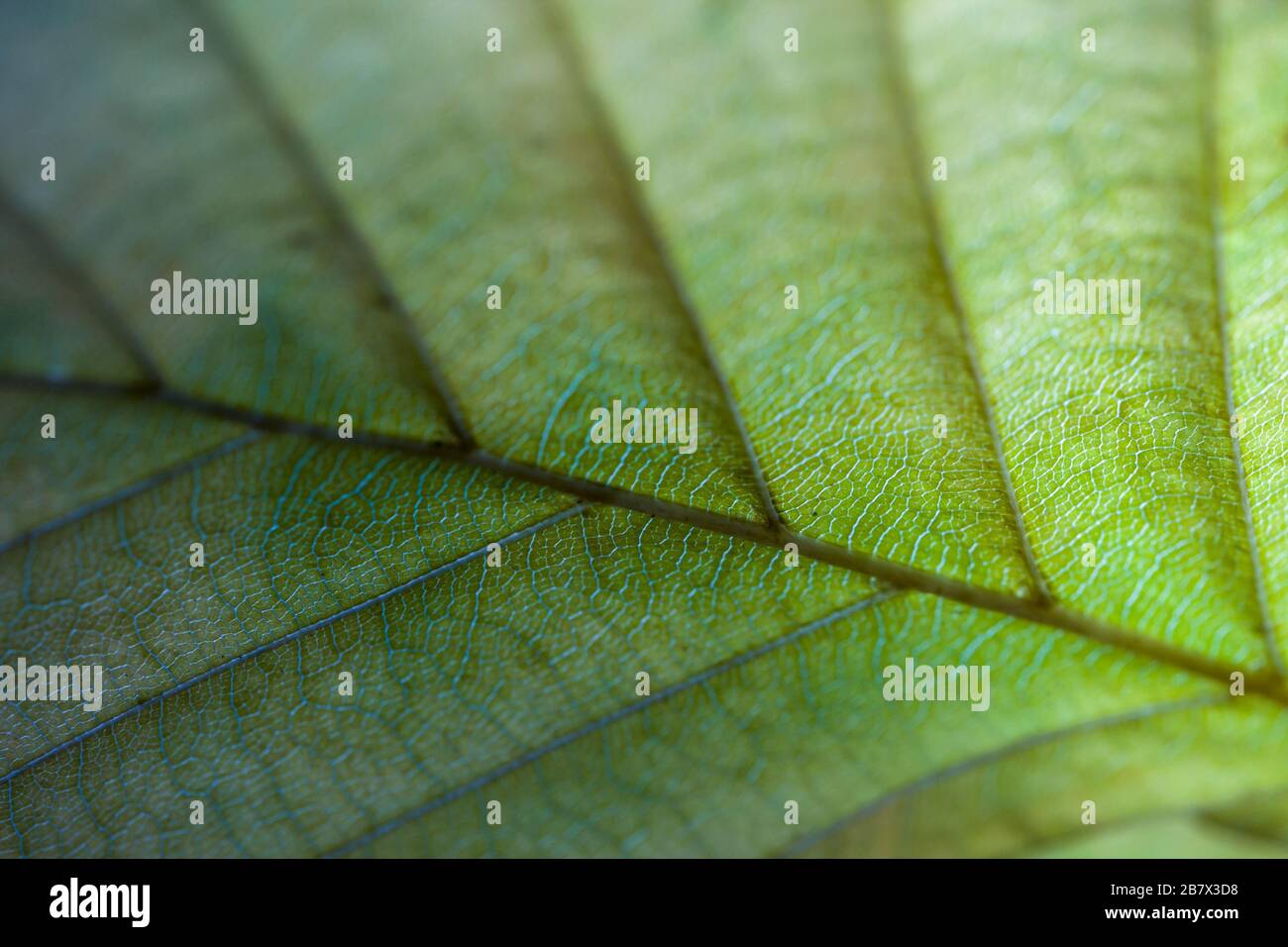 Beech tree leaves Fagus sylvatica turning colour in autumn Stock Photo ...