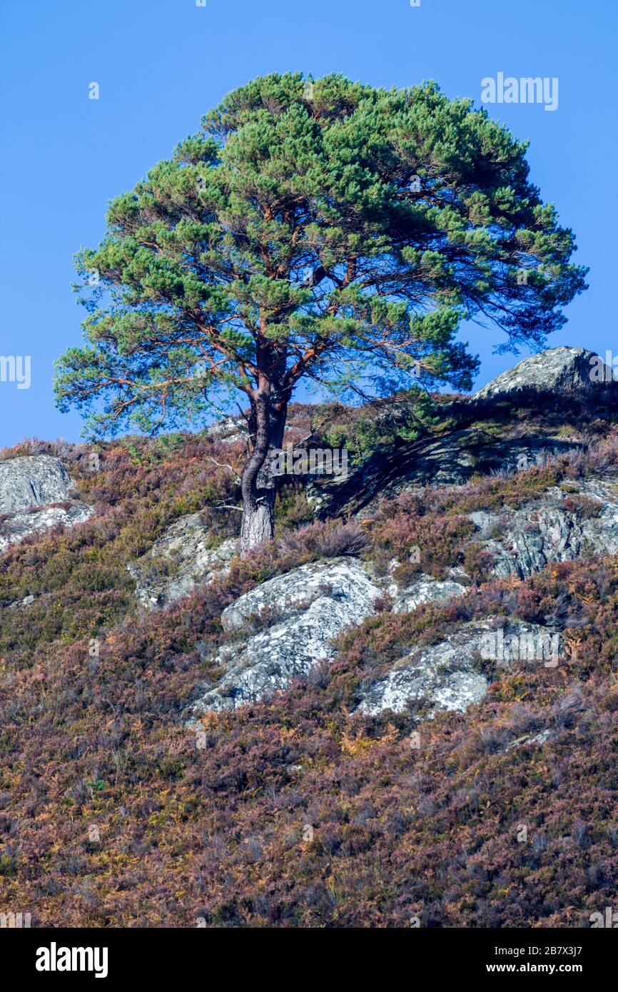Top scots pine tree pinus hi-res stock photography and images - Alamy
