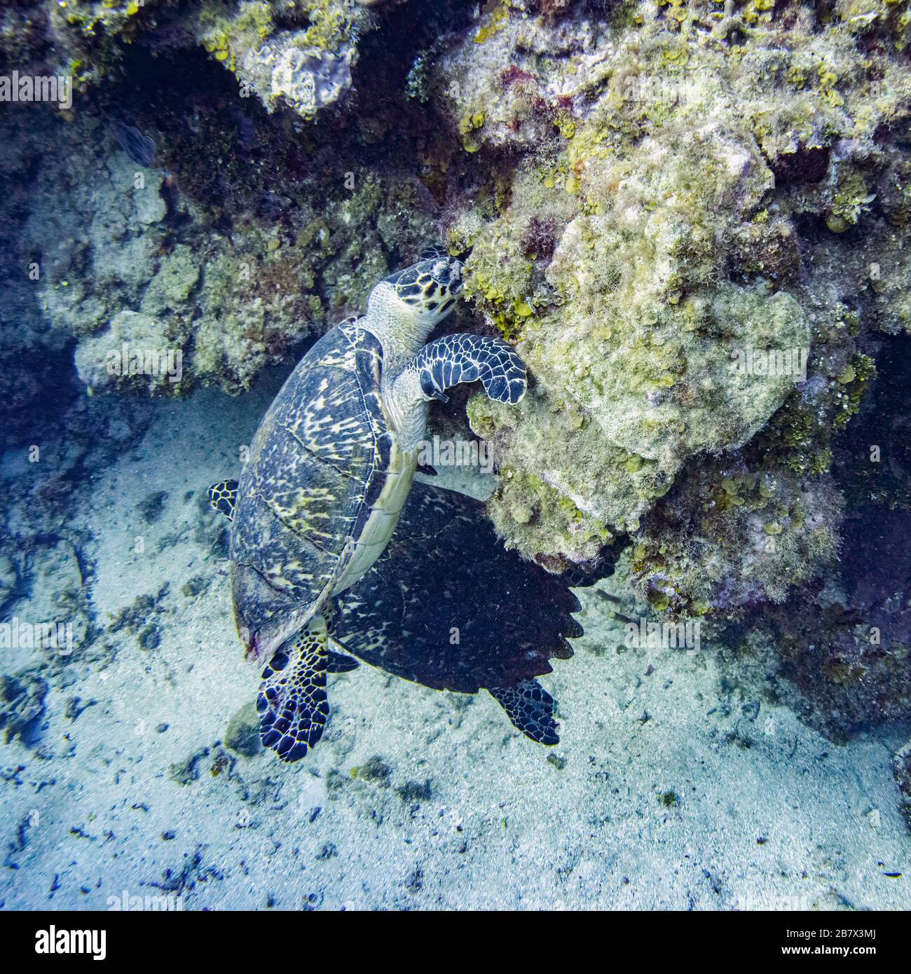 Hawksbill Turtle, Roatan, Honduras Stock Photo - Alamy