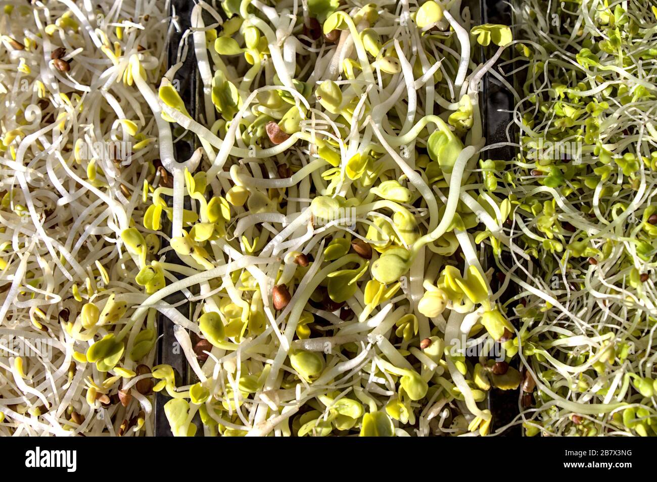Lucerne sprout hi-res stock photography and images - Alamy