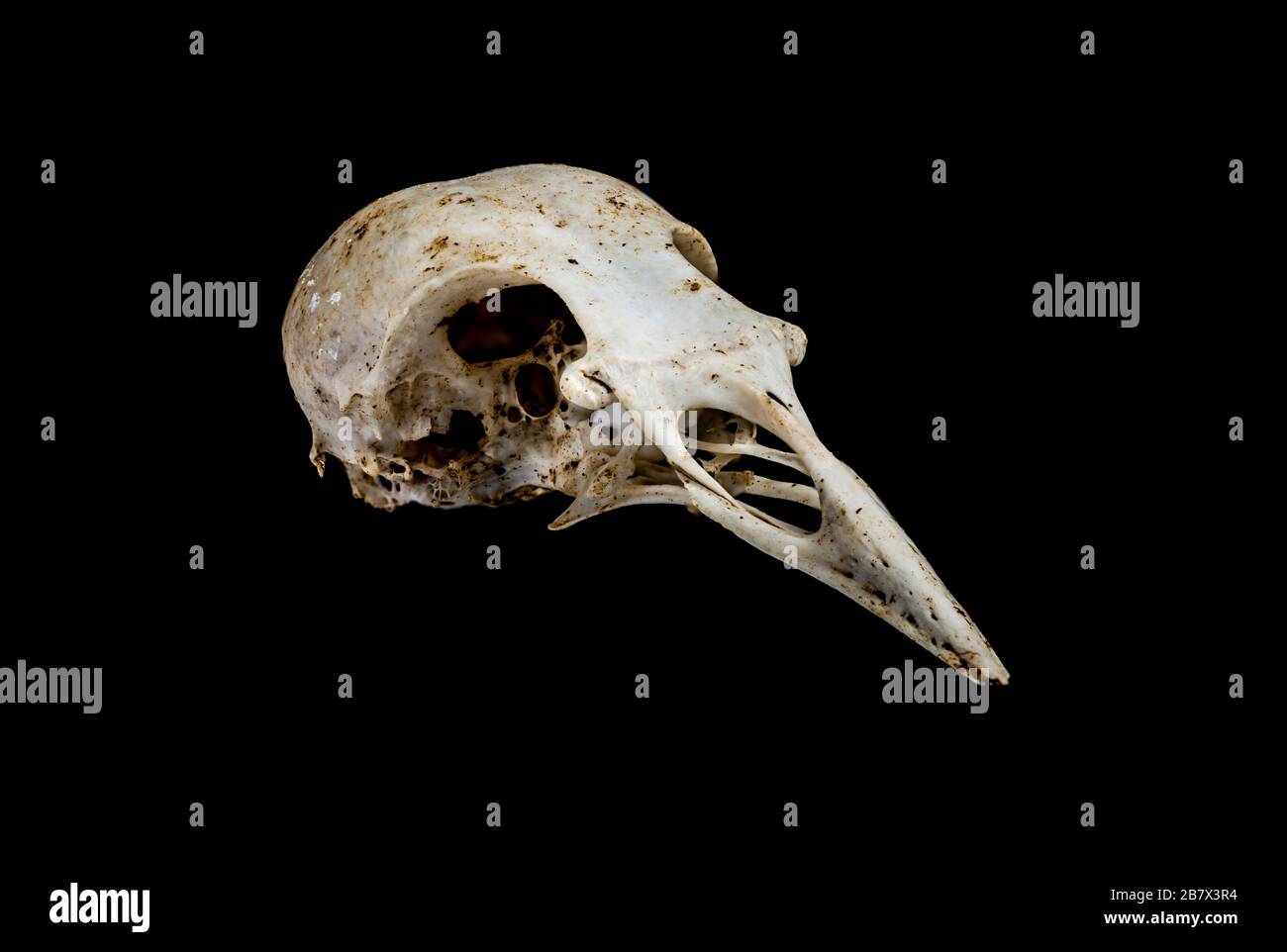 Old bird skull possibly that of a Blackbird taken in the studio close ...