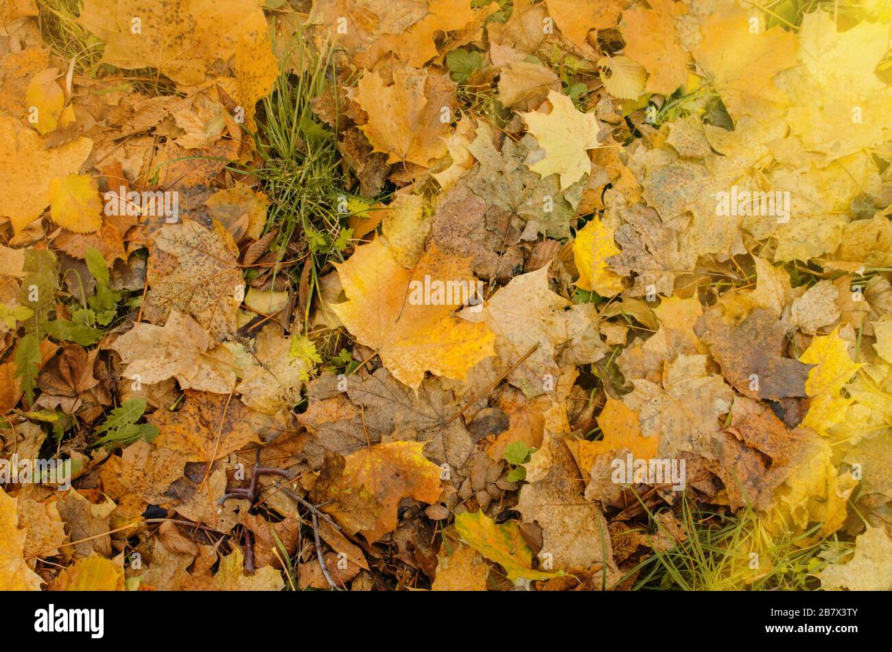 Autumn leaves background. Autumn colorful leaves. Falling autumn maple ...