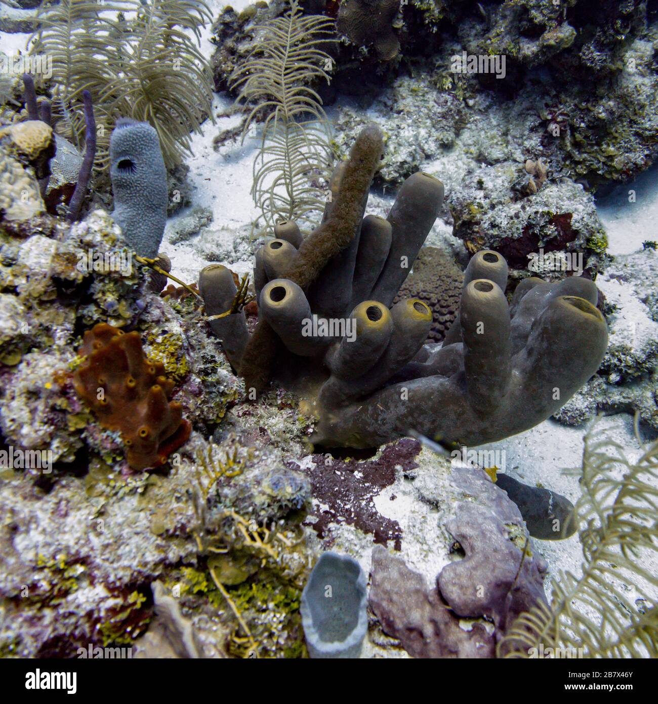 Deep sea quest hi-res stock photography and images - Alamy
