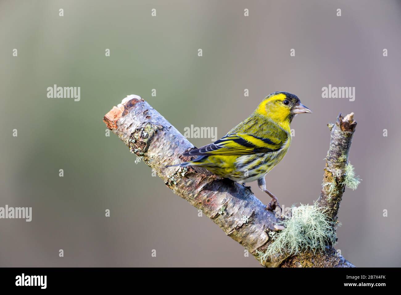 Male European Siskin Spinus spinus on a branch Stock Photo - Alamy