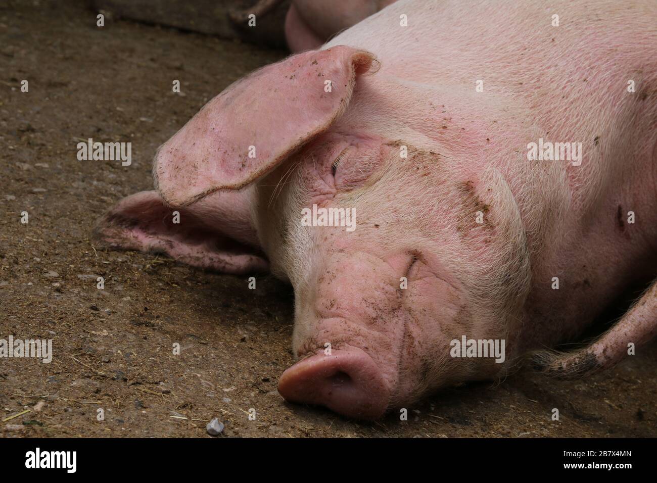 Relaxing pig hi-res stock photography and images - Alamy