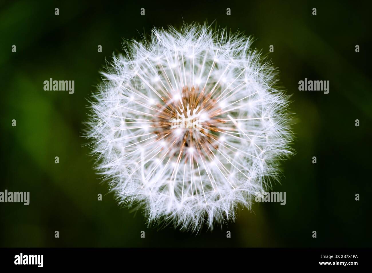 Single dandelion clock hi-res stock photography and images - Alamy