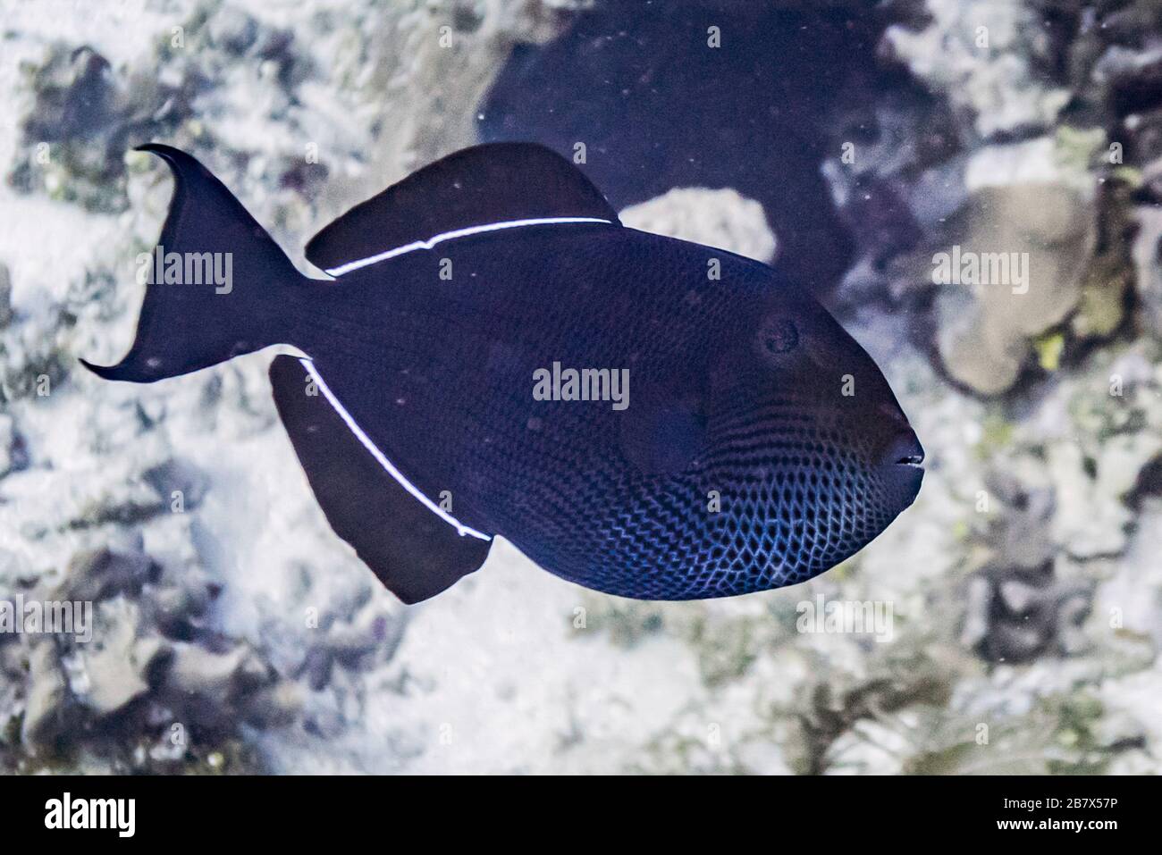 Close-up of Black Durgan, Roatan, Honduras Stock Photo - Alamy