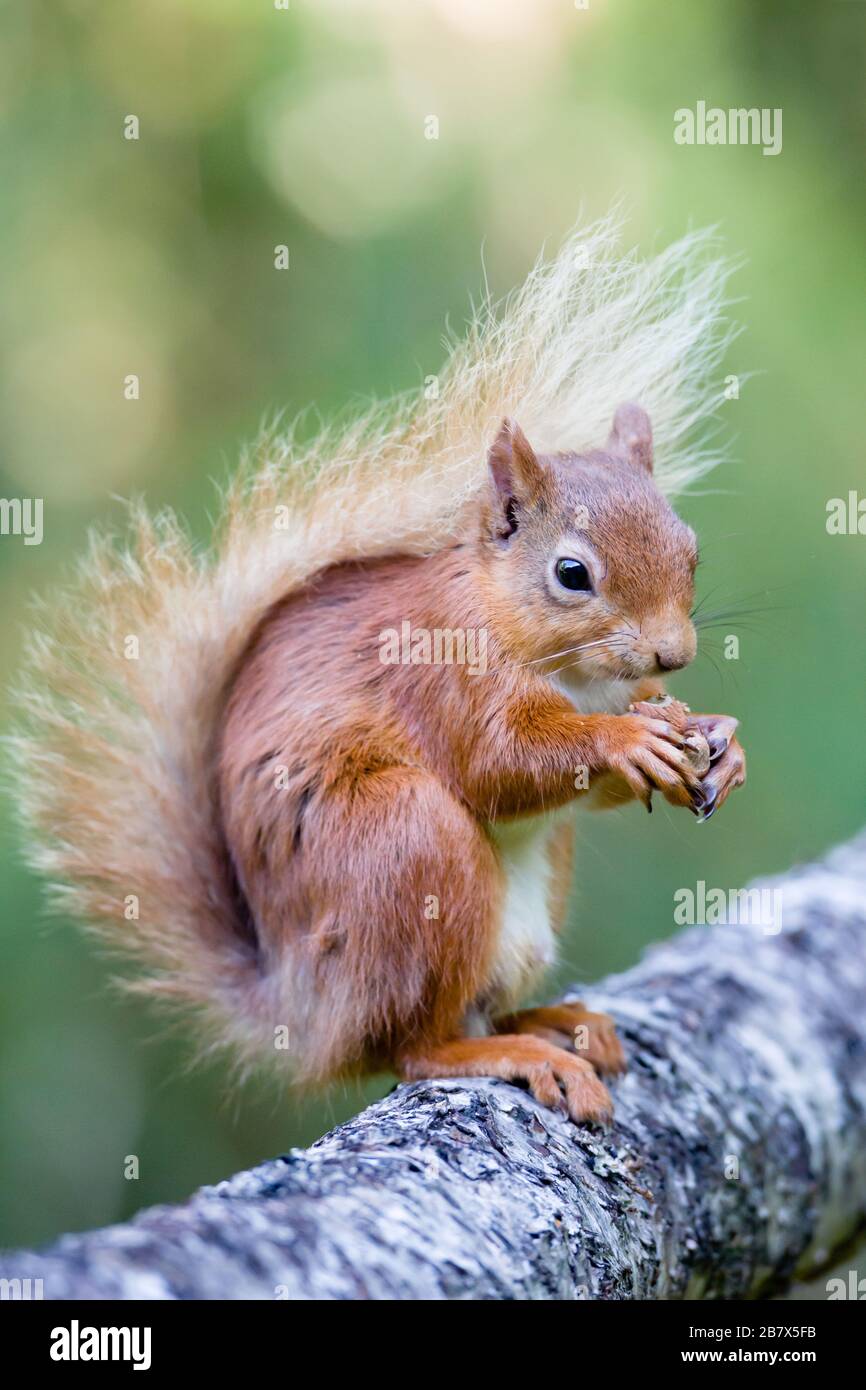 Red squirrel Sciurus vulgaris on a log eating a hazelnut in the ...