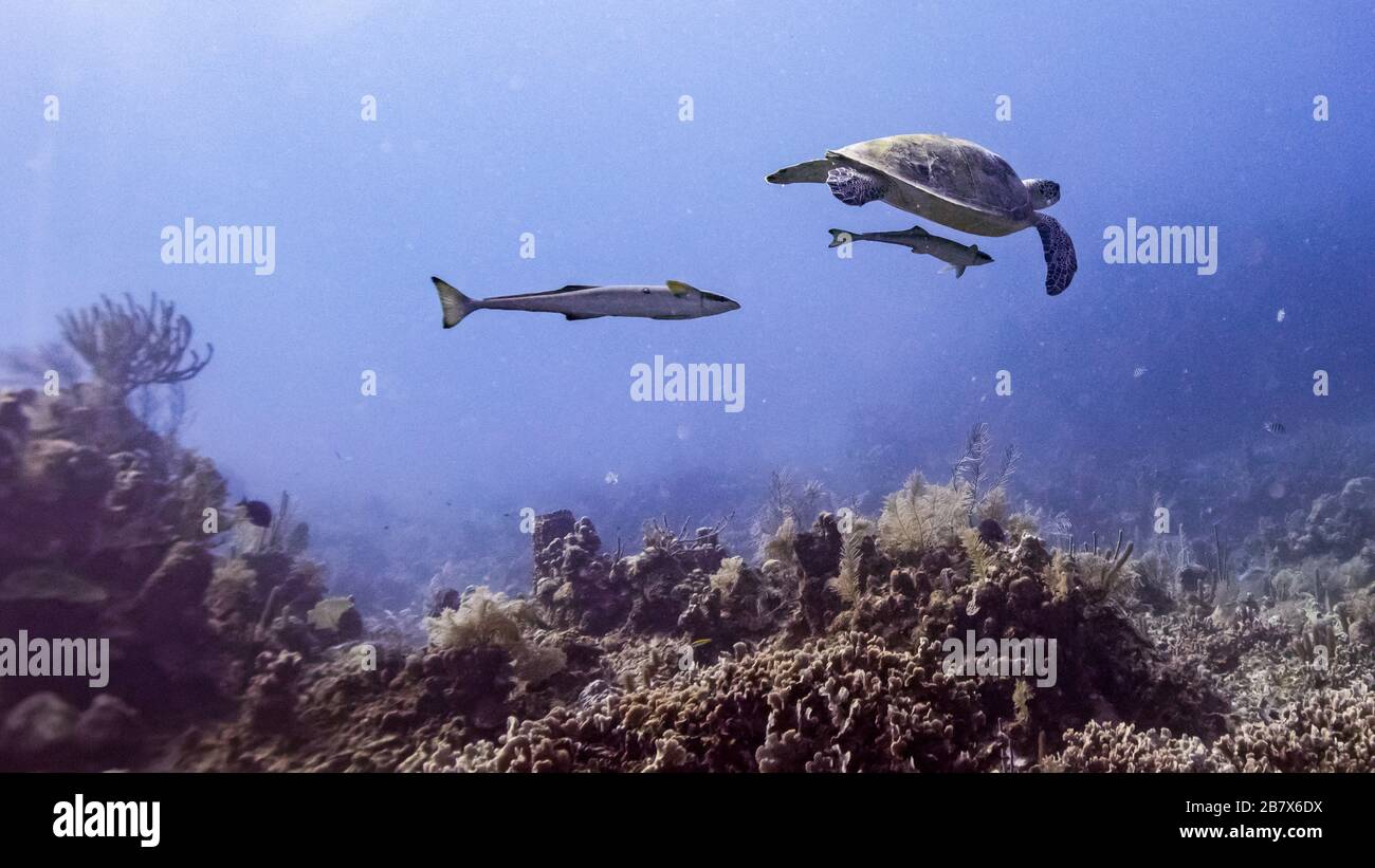 Great barracuda and Hawksbill Turtle underwater, Roatan, Honduras Stock ...