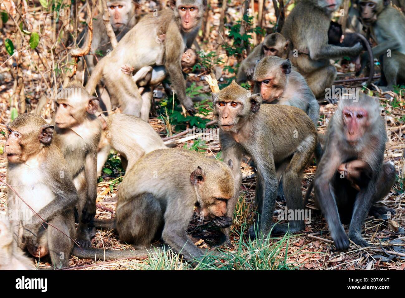Small funny squirrel monkeys jumping hi-res stock photography and ...
