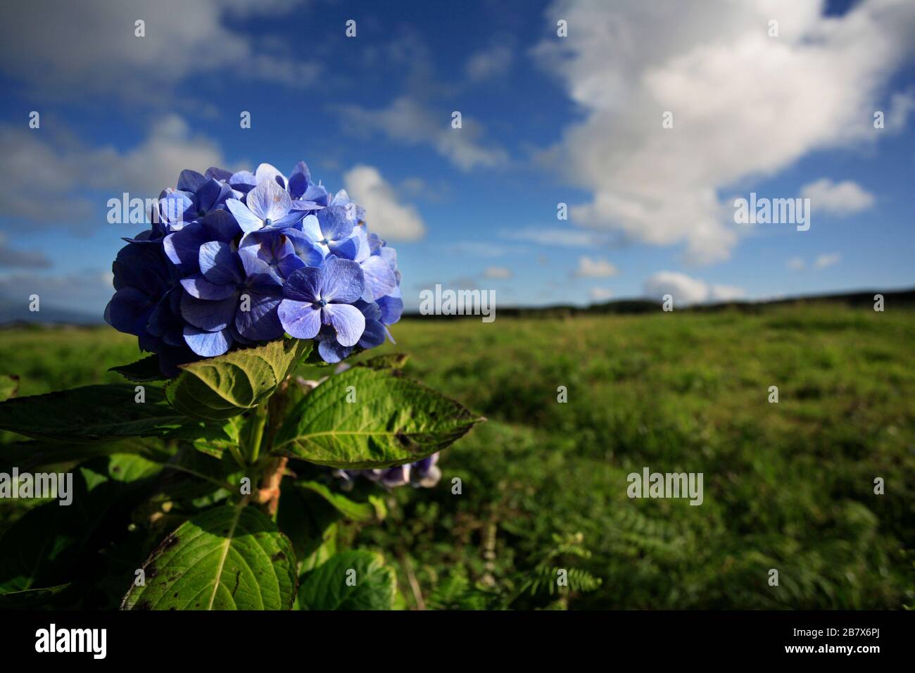 Horta azores hydrangea hi-res stock photography and images - Alamy