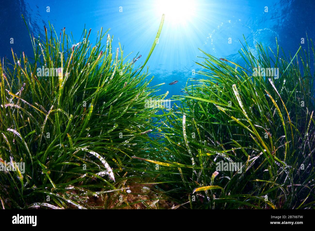 Seagrass underwater hi-res stock photography and images - Alamy