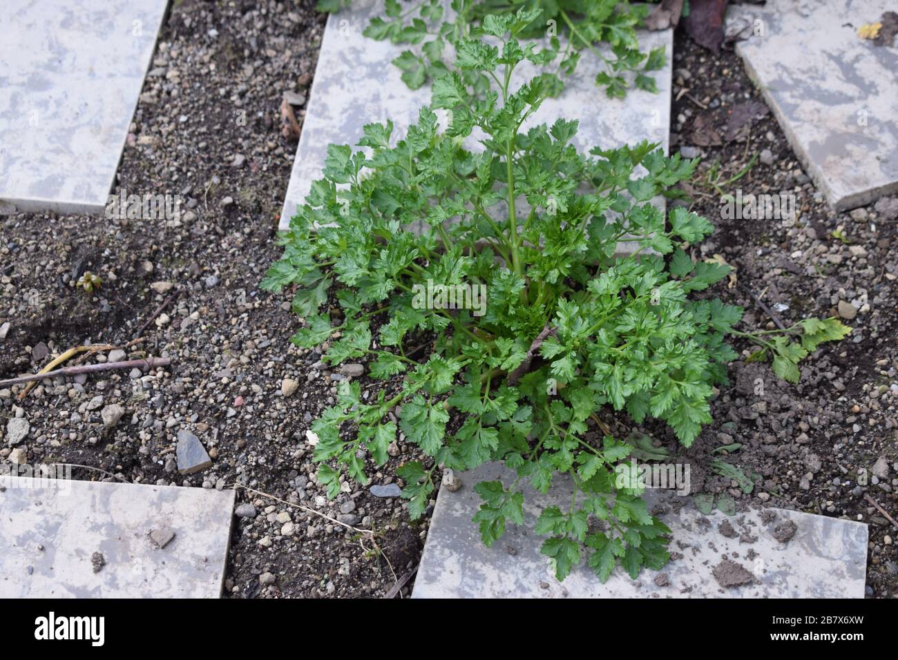 Spring Parsley High Resolution Stock Photography and Images - Alamy