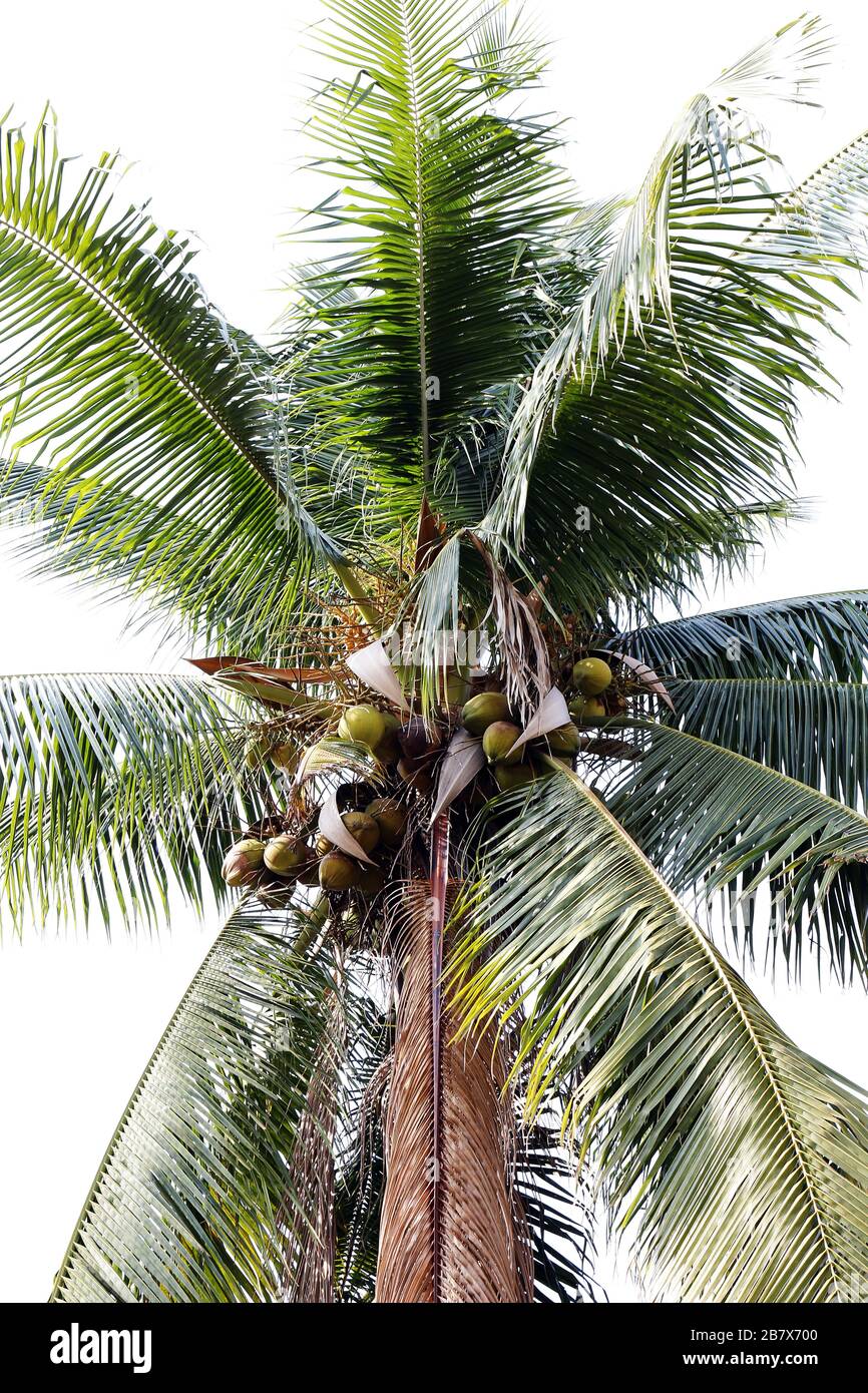 Coconut Tree Plantation High Resolution Stock Photography and Images ...