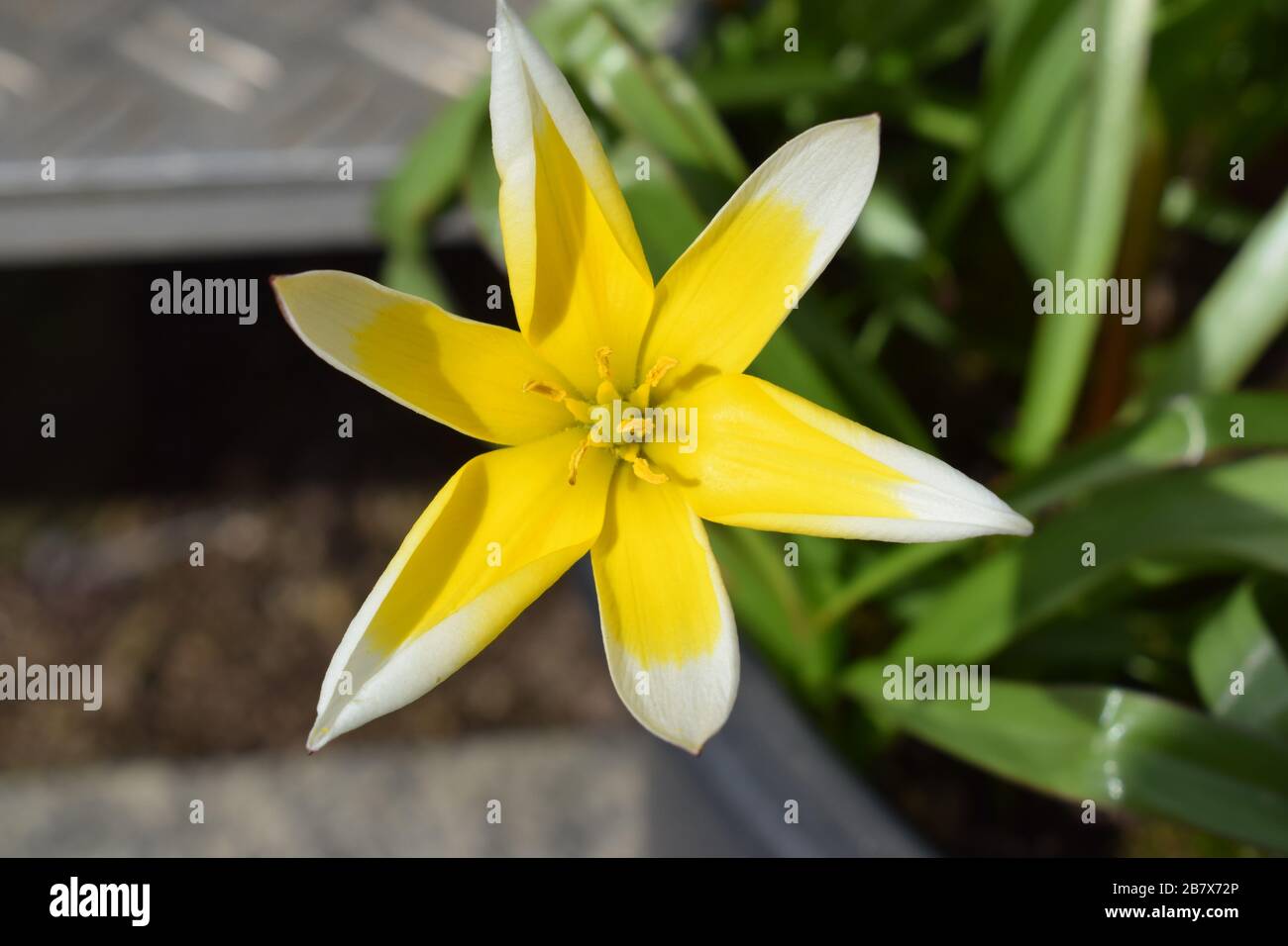 The tulip crash hi-res stock photography and images - Alamy