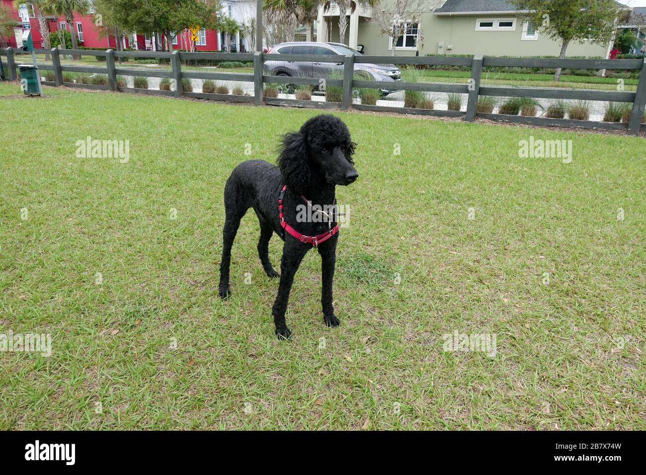 A black purebred standard poodle in a neighborhood dog park hanging ...