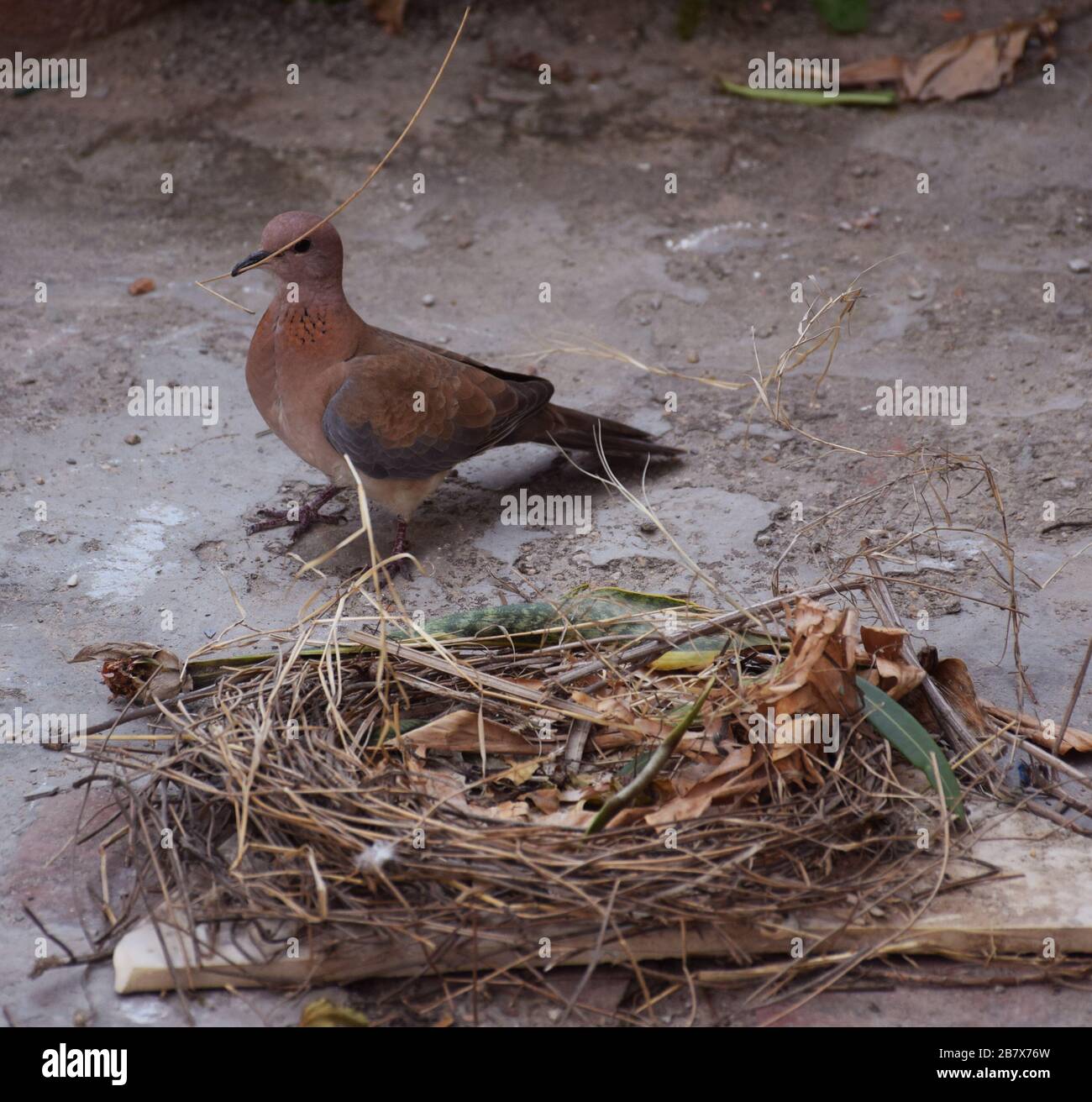 Dove on wall hi-res stock photography and images - Alamy
