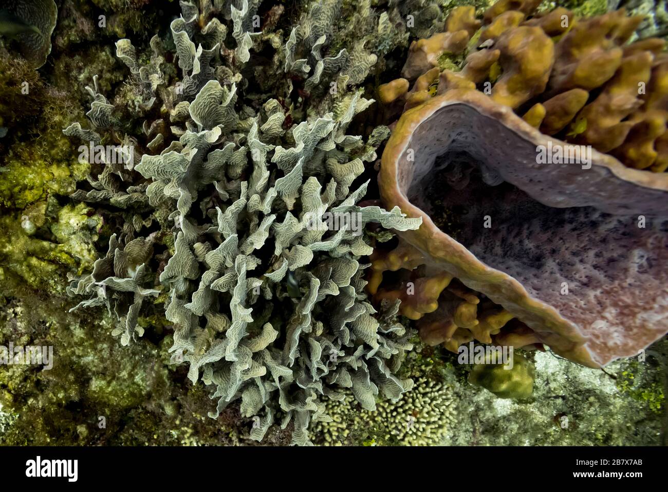 Coral reefs, Cemetery Wall Dive Site, Roatan, Honduras Stock Photo - Alamy