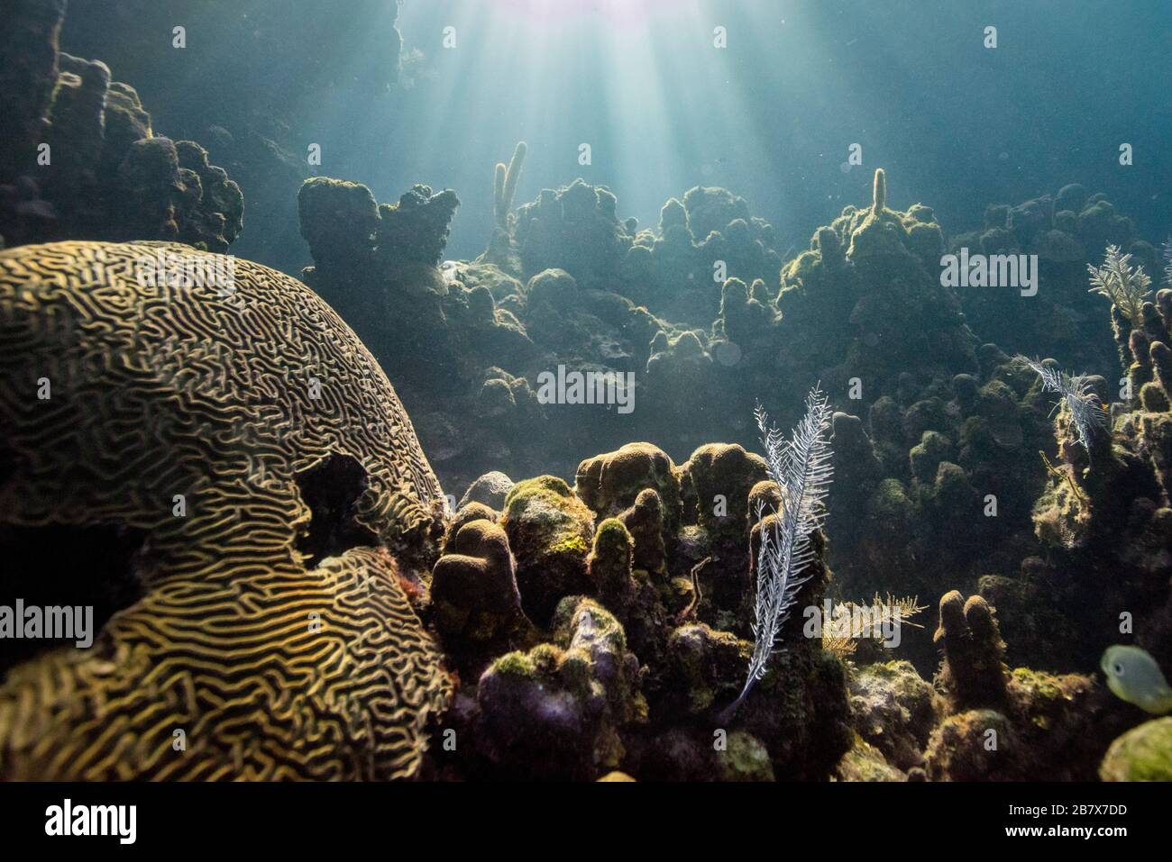 Coral reefs, Blue Channel Dive Site, Roatan, Honduras Stock Photo - Alamy