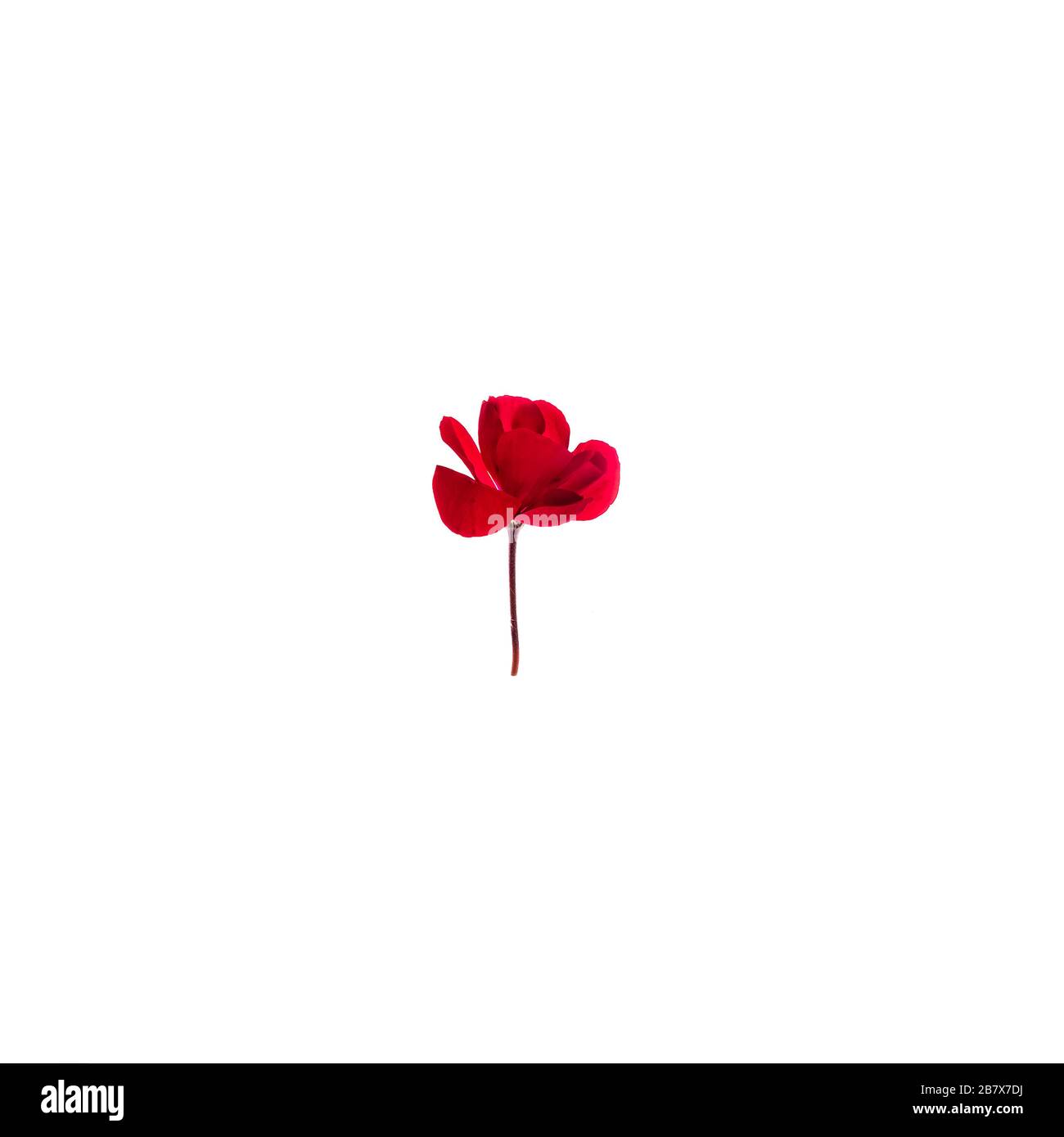 Red flower isolated on white background. Bright flower top view. Autumn ...