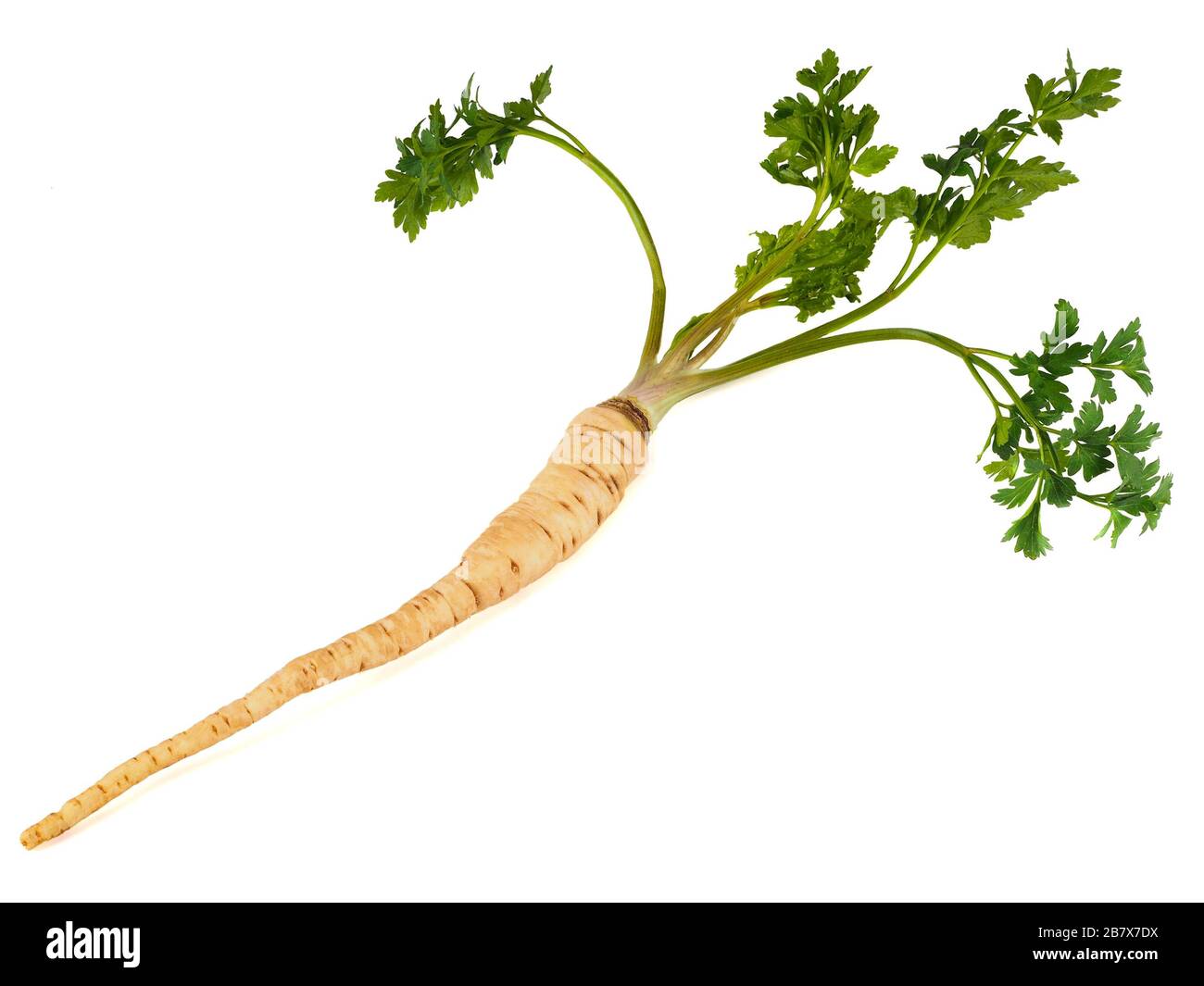 Parsnip root leaf isolated hi-res stock photography and images - Alamy
