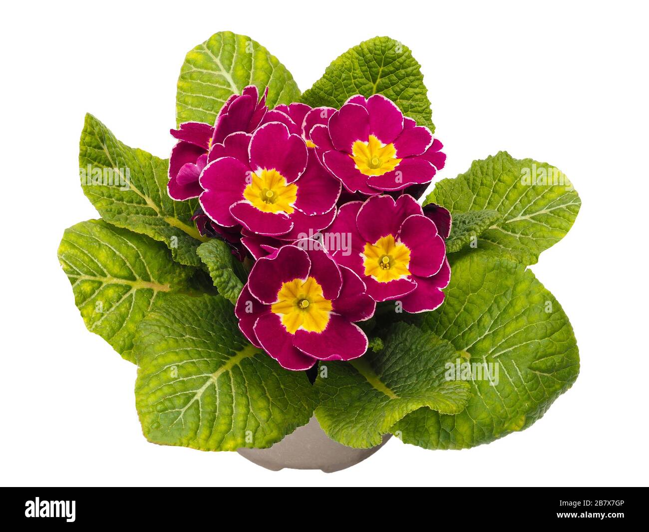 Primula vulgaris, the common primrose a flowering plant Stock Photo - Alamy