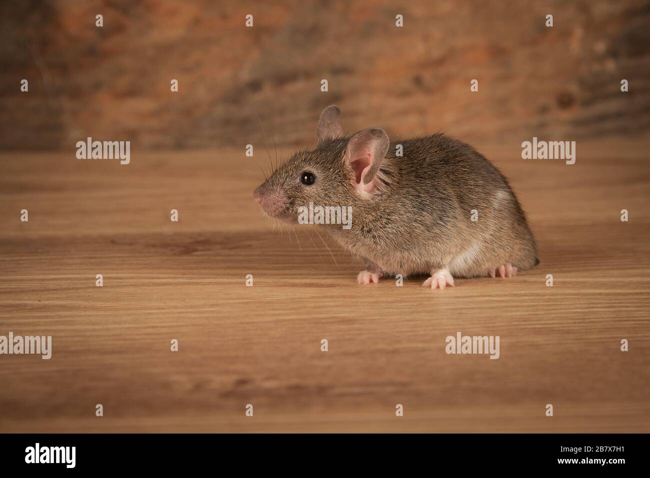 a small mouse has just emerged from a hole in the floor and is a ...