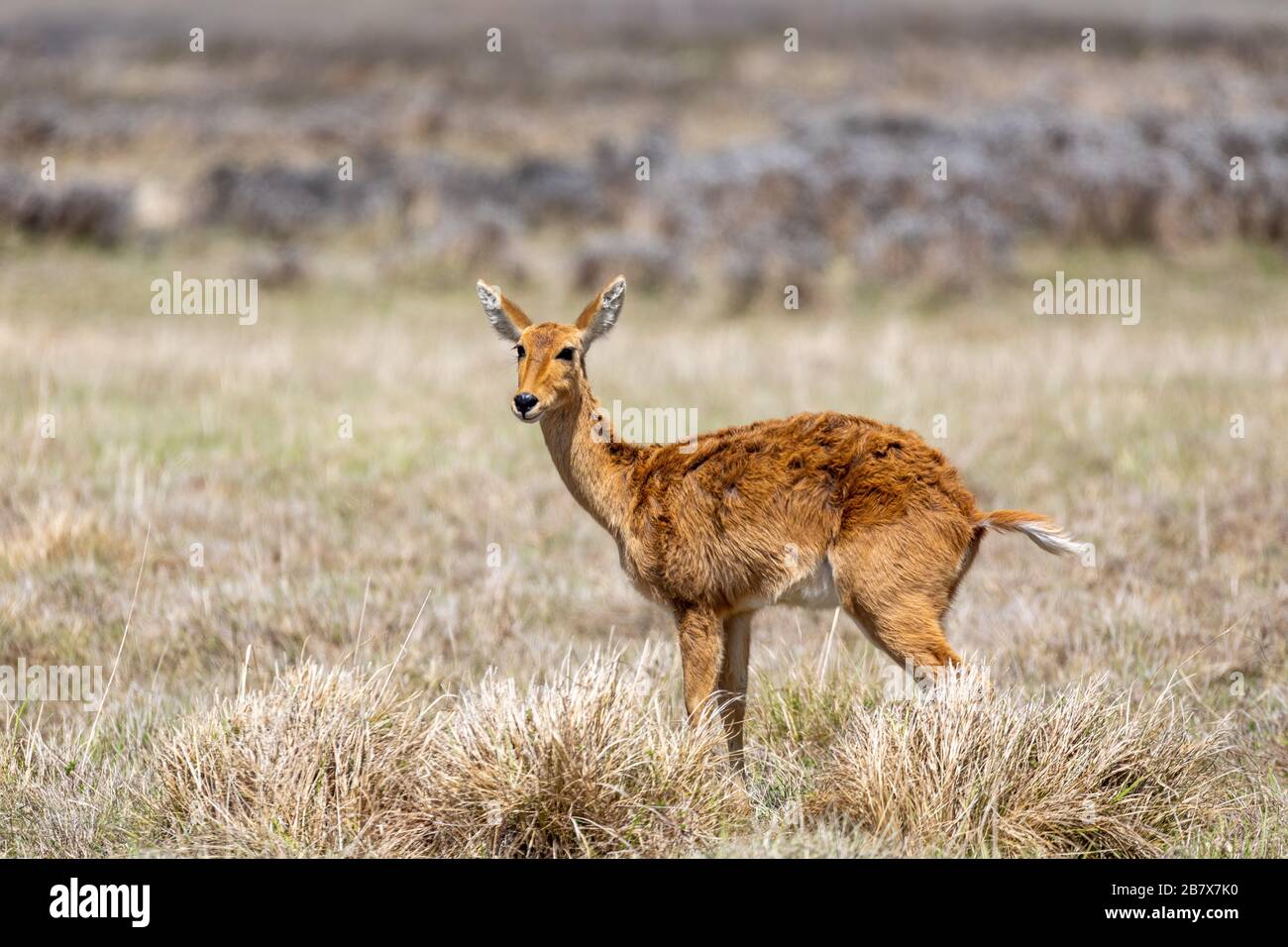 antelope Bohor reedbuck, Redunca redunca, Bale mountain, Ethiopia ...