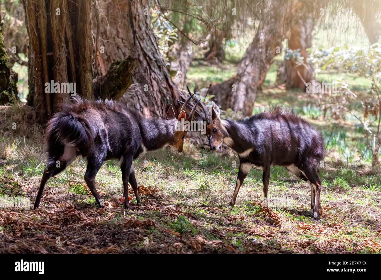 Fighting two endemic animals Menelik Bushbuck in natural habitat ...