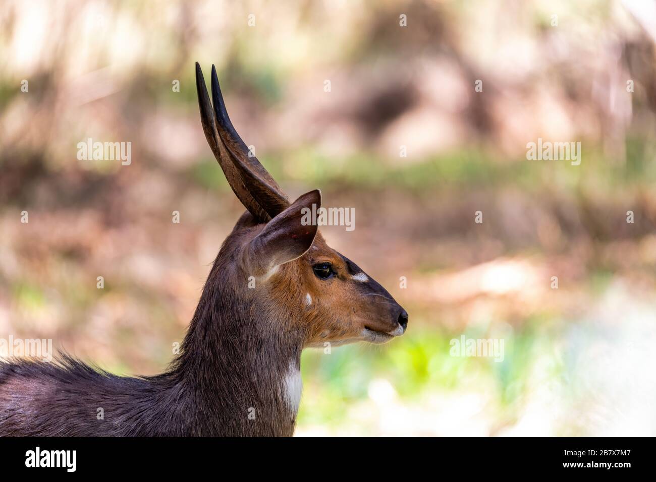 endemic animals Menelik Bushbuck in natural habitat, Tragelaphus ...