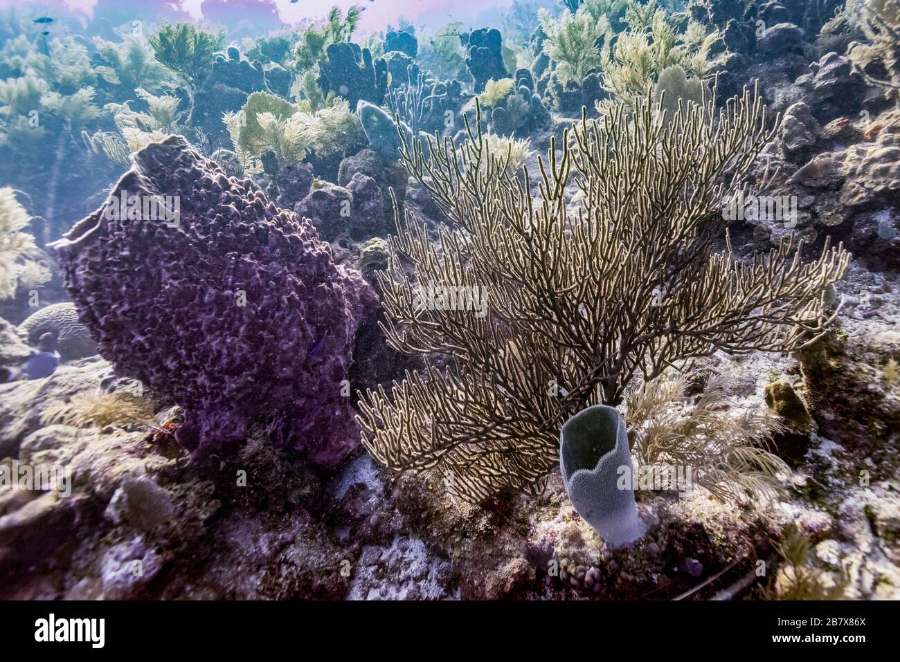 Coral underwater, West End Wall Dive Site, Roatan, Honduras Stock Photo ...