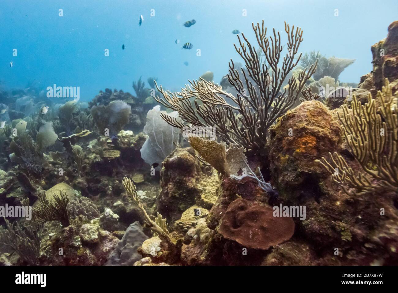 Coral underwater, Cemetery Wall Dive Site, Roatan, Honduras Stock Photo ...