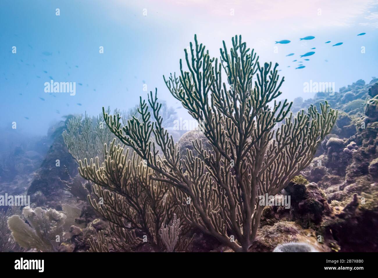 Coral underwater, Cemetery Wall Dive Site, Roatan, Honduras Stock Photo ...