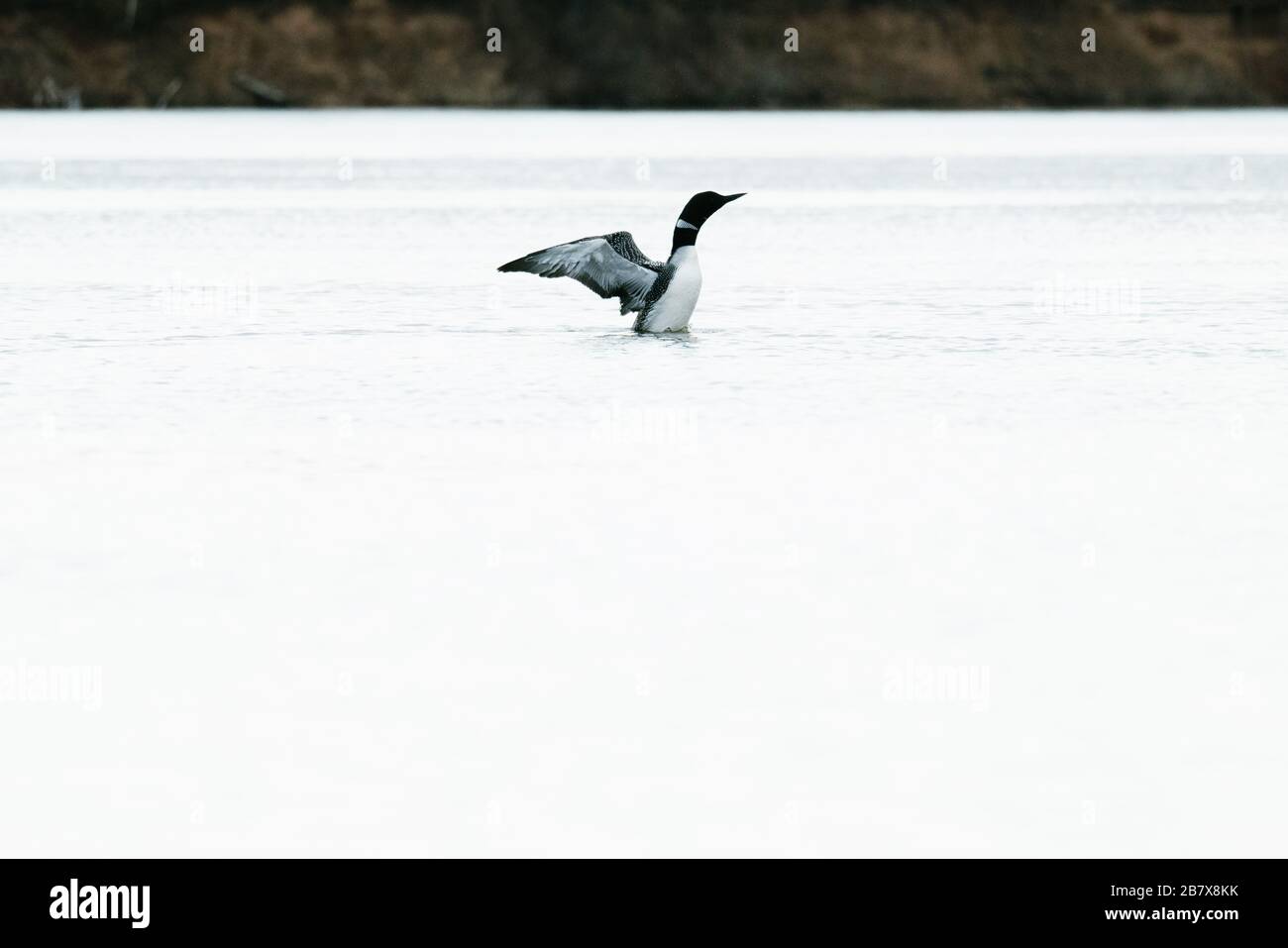 Side view of a Common Loon flapping its wings above the water Stock ...