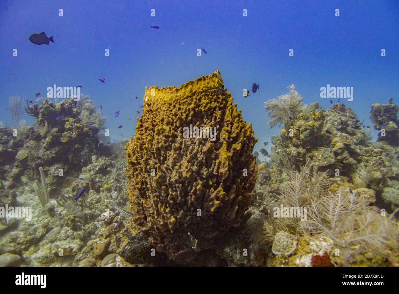 Coral reefs, Deep Sea Quest Dive Site, Roatan, Honduras Stock Photo - Alamy