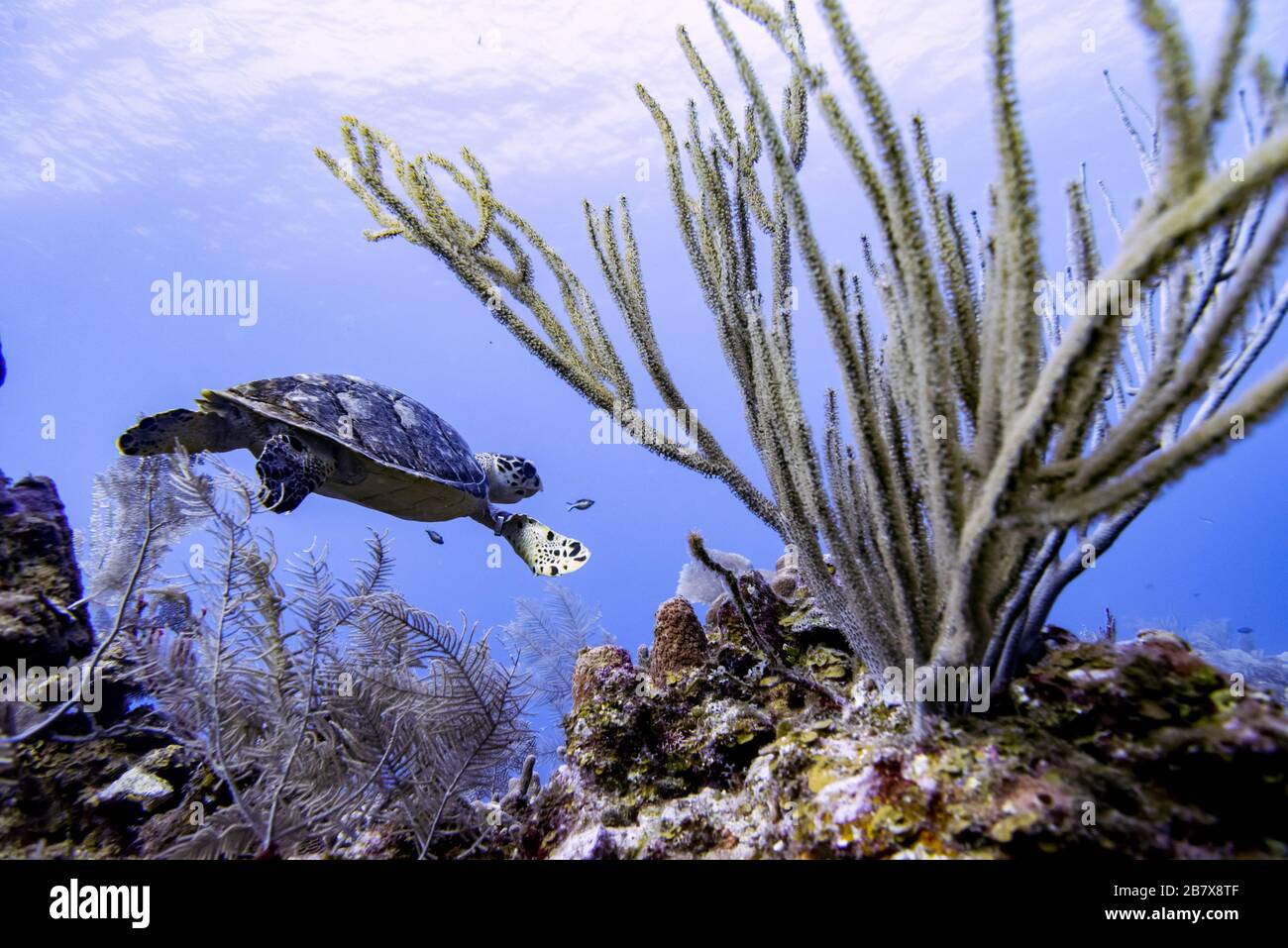 Hawksbill Turtle and sea corals, Roatan, Honduras Stock Photo - Alamy