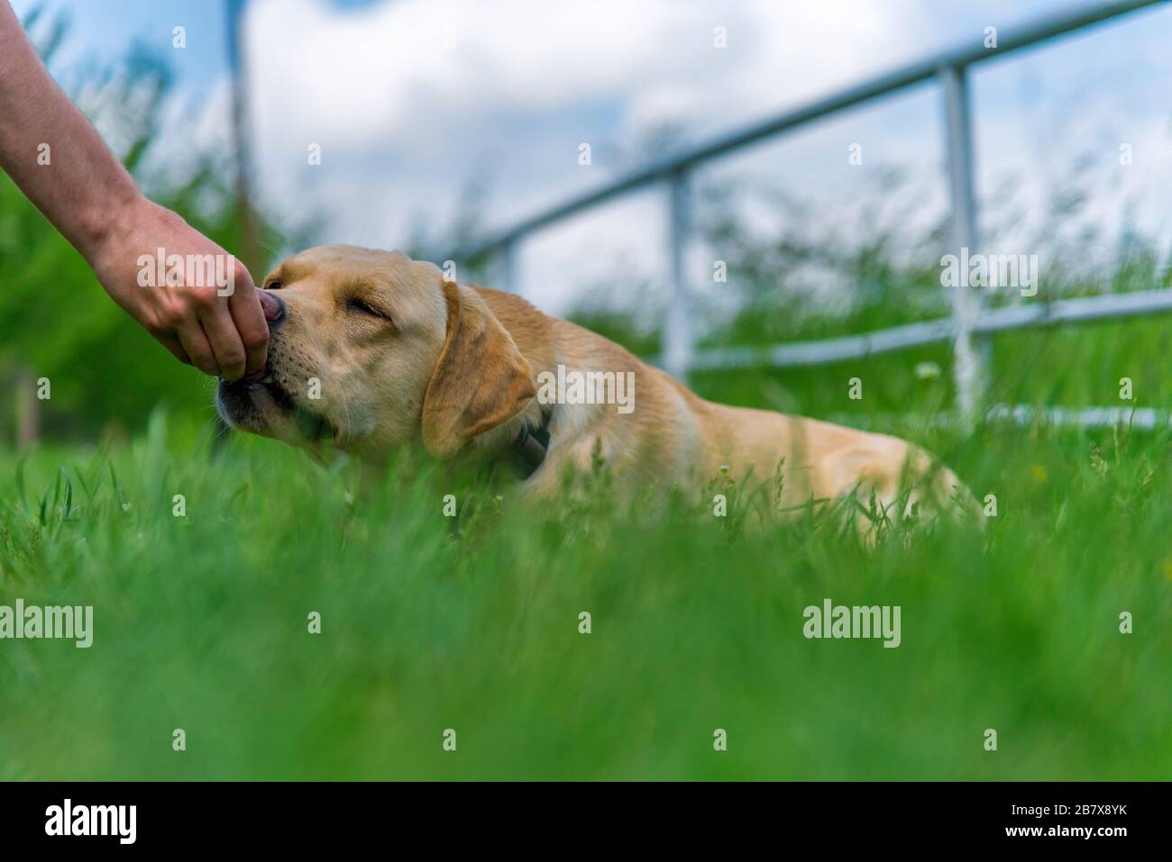 Yellow labrador retriever on green grass lawn in summer Stock Photo - Alamy