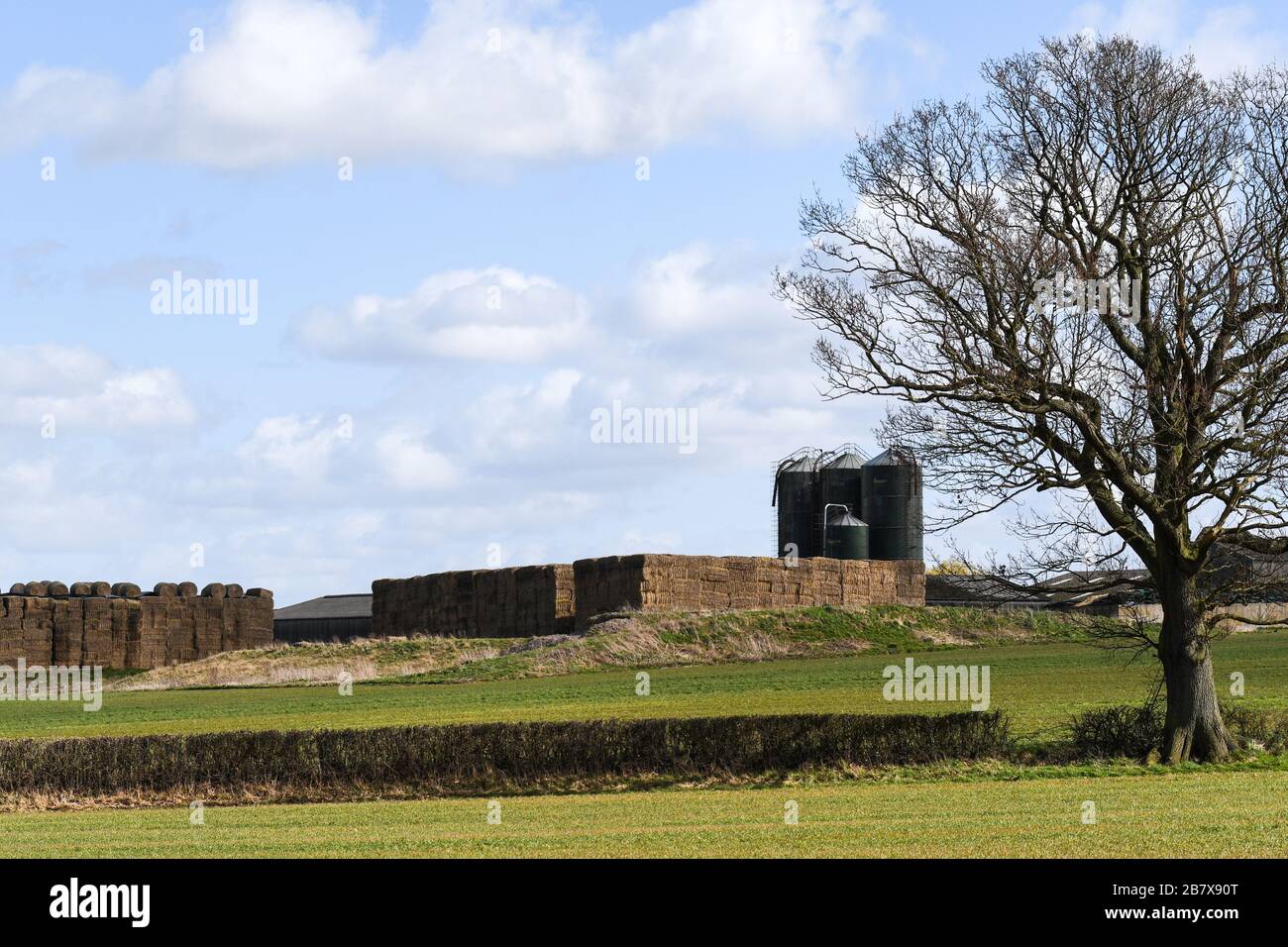 hay bales stack up at a farm Stock Photo - Alamy