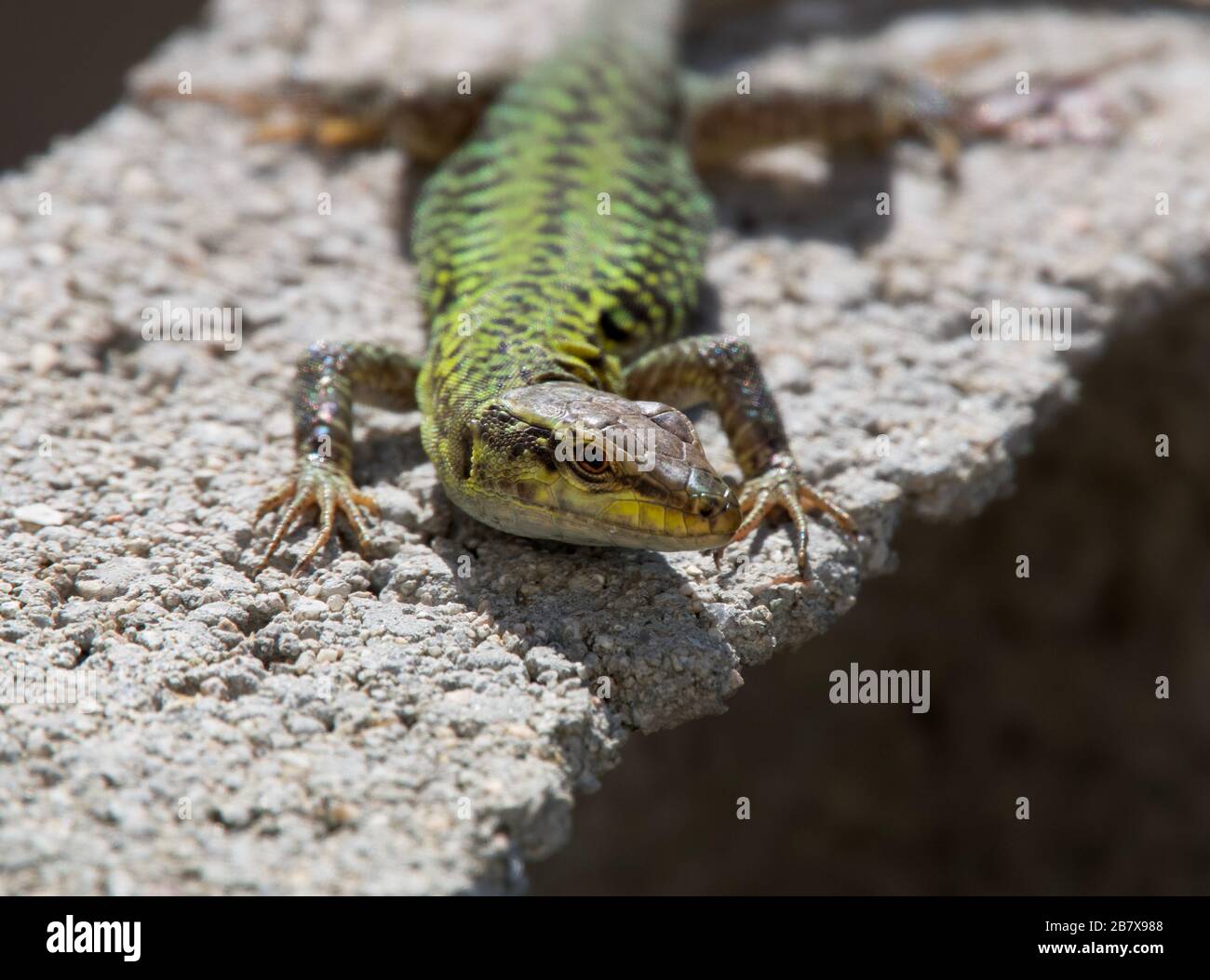 a closeup of a lizard sun bathing on a concrete blcok Stock Photo - Alamy