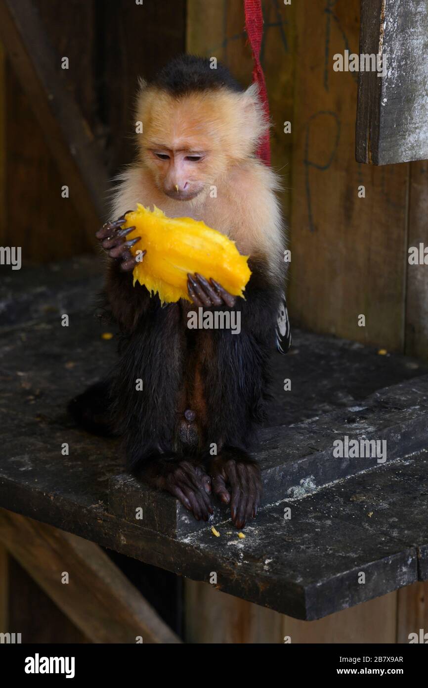 Monkey eating mango hi-res stock photography and images - Alamy