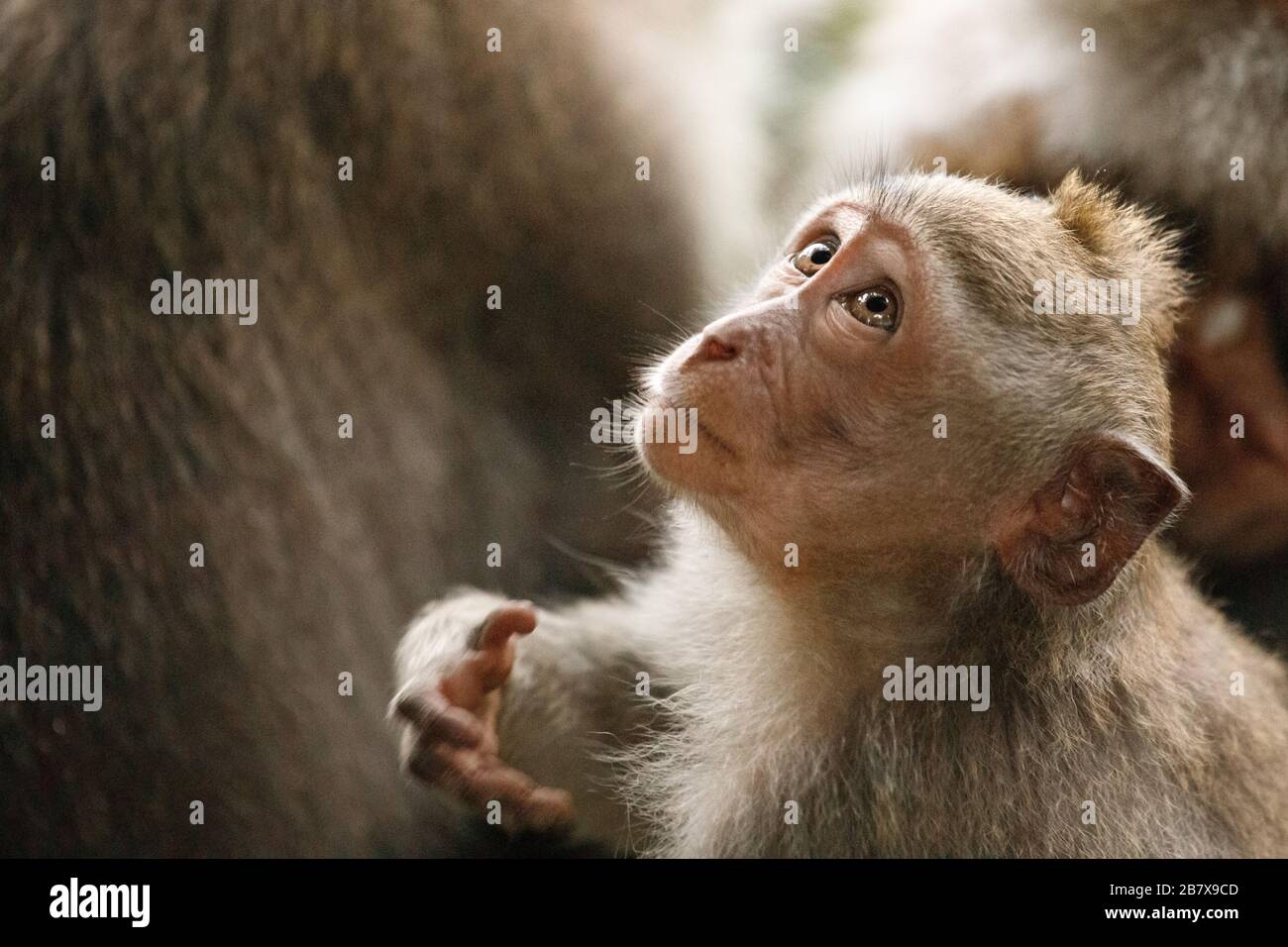Monkey looks up. Sacred Monkey Forest, Ubud, Indonesia Stock Photo - Alamy