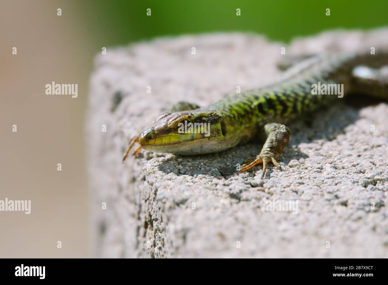a closeup of a lizard sun bathing on a concrete blcok Stock Photo - Alamy
