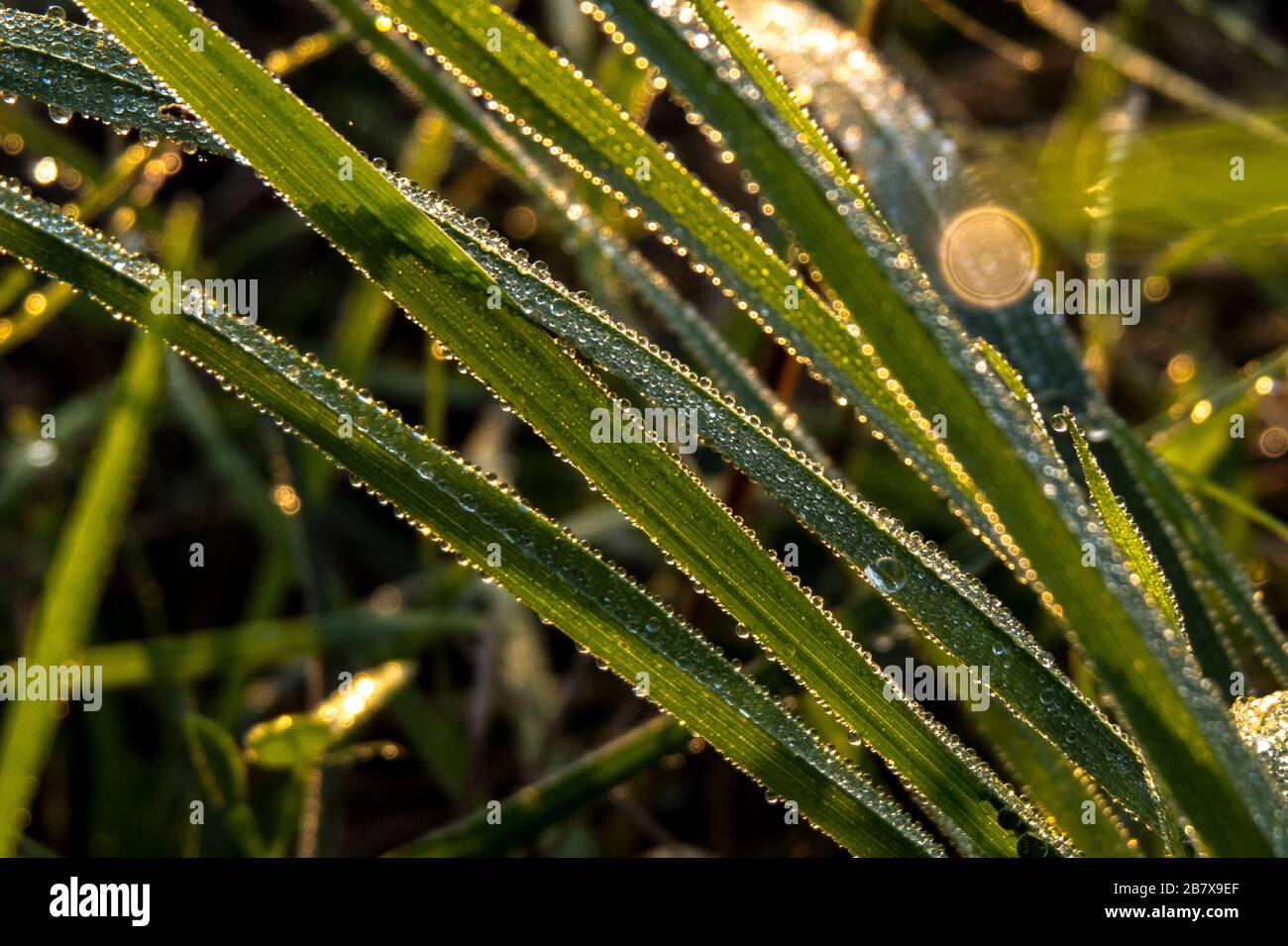 Blade of Grass Stock Photo - Alamy
