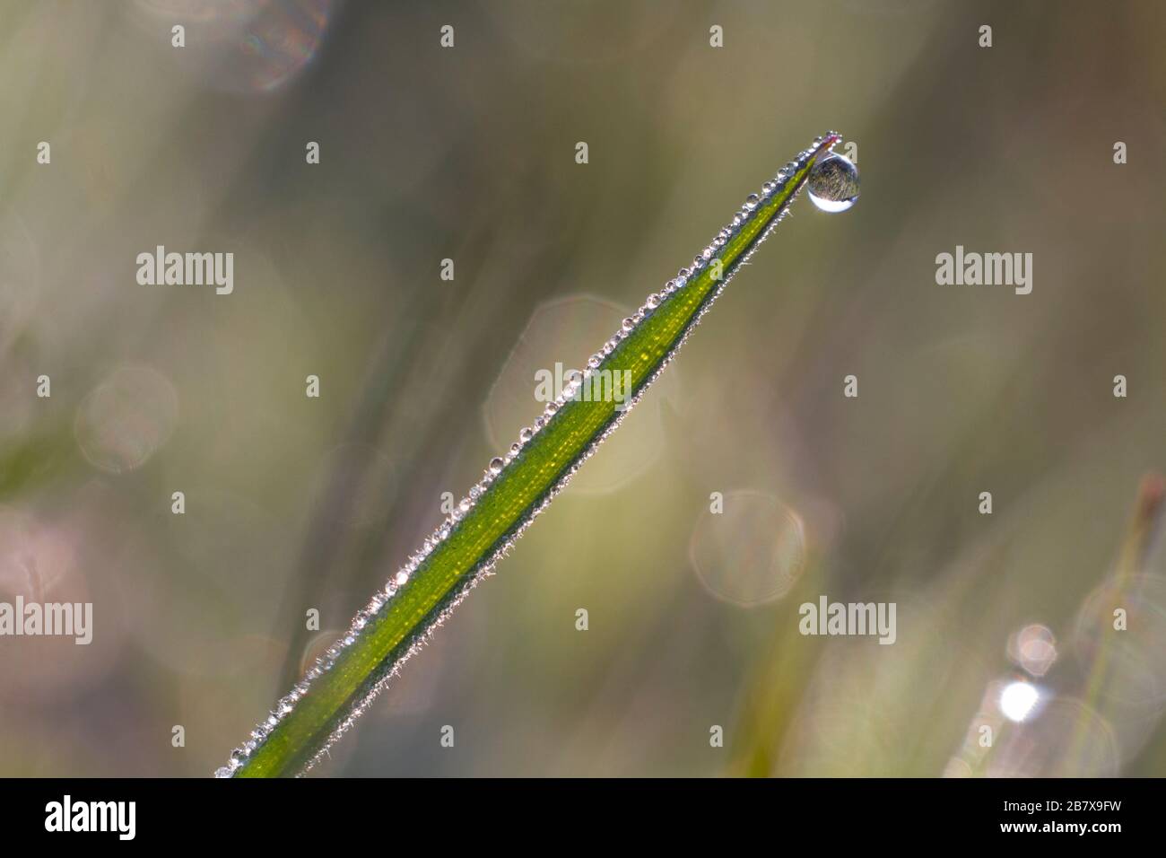 Blade of Grass Stock Photo - Alamy
