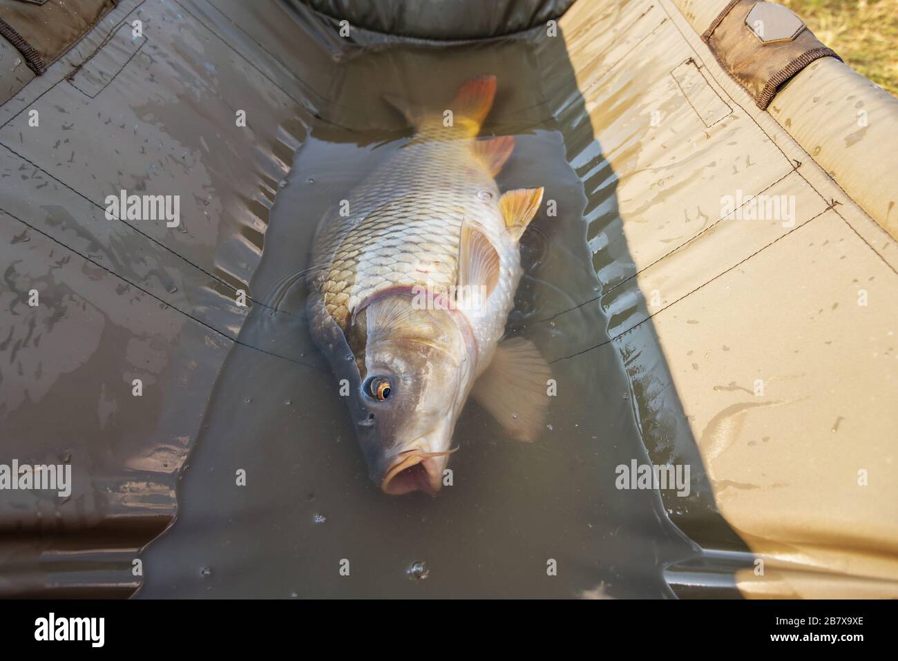 Live carp in a swing caught by sunrise Stock Photo - Alamy