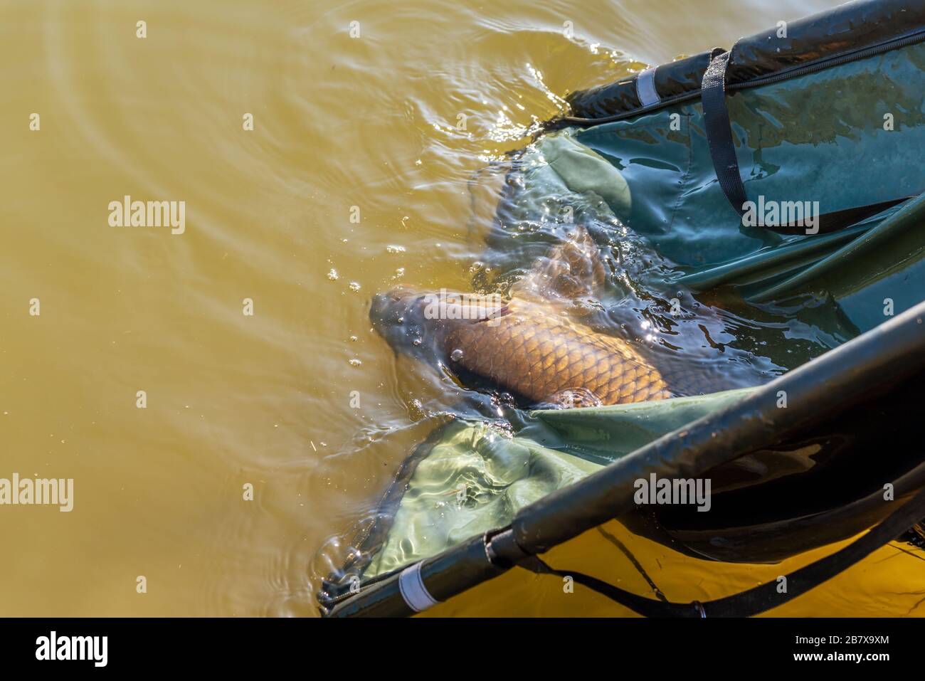 Live carp in a swing caught by sunrise Stock Photo - Alamy